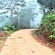 Wild edible plants and indigenous fruits of Manipur By N Irabanta